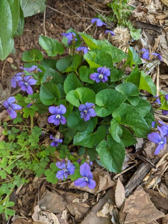 WAZOO Foraging Bandana Feature: Common Blue Violet – Black Flag Survival
